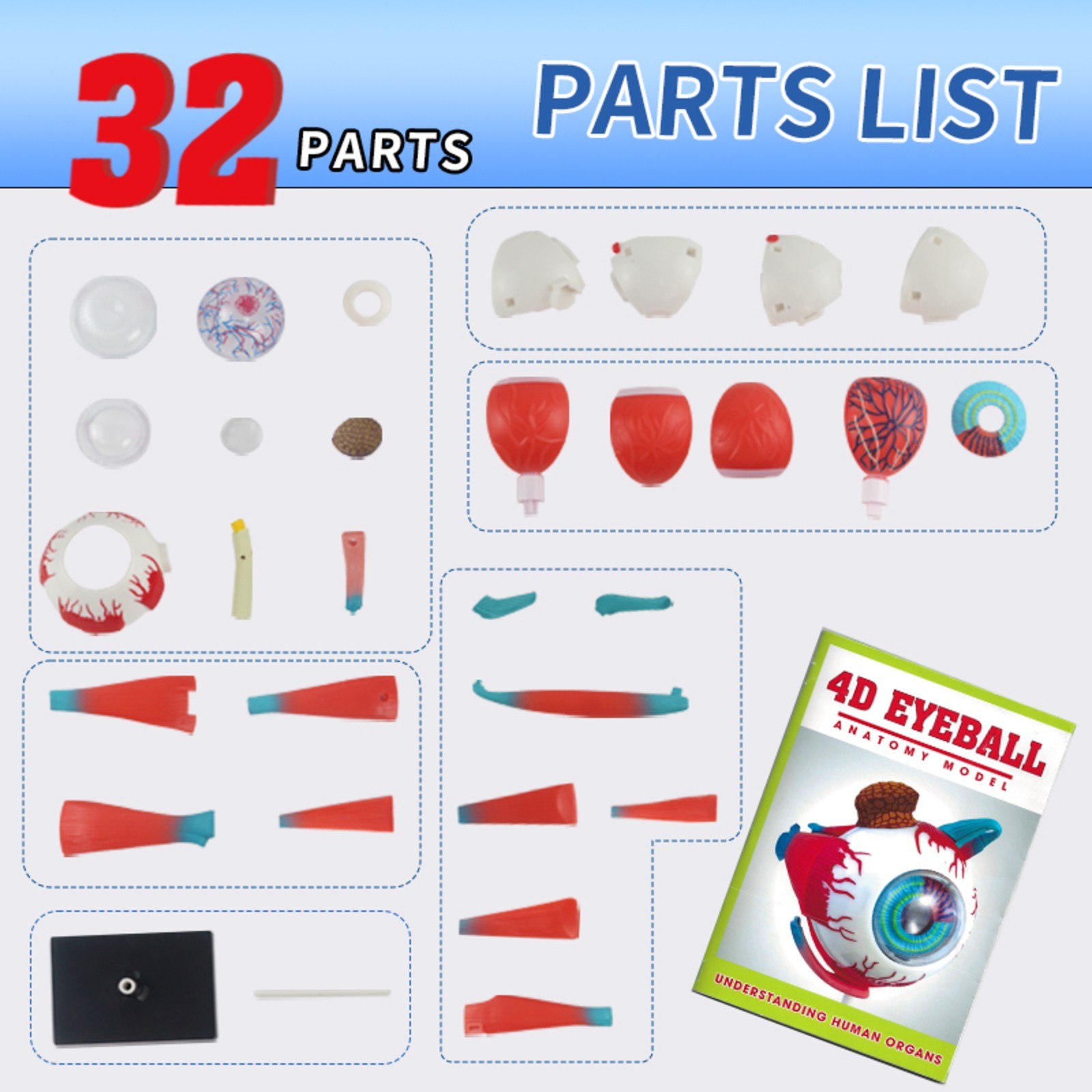 4D Eyeball Anatomy Model, Human Education Anatomical Model,32 Parts ...