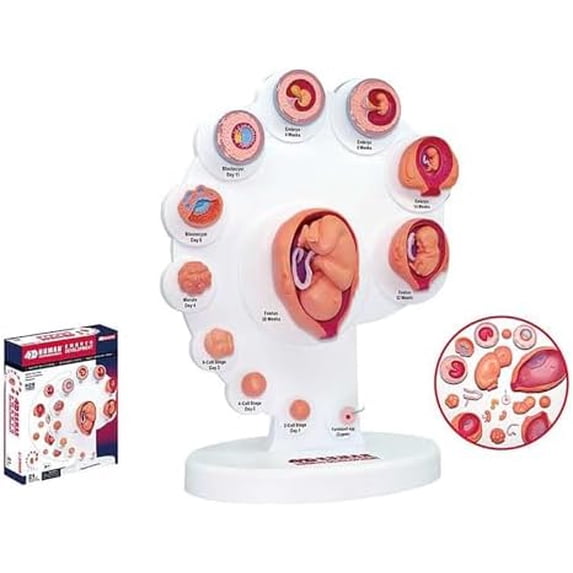 4D Fetal Model - Fetal Organ Growth Model Human Anatomy Science Models ...