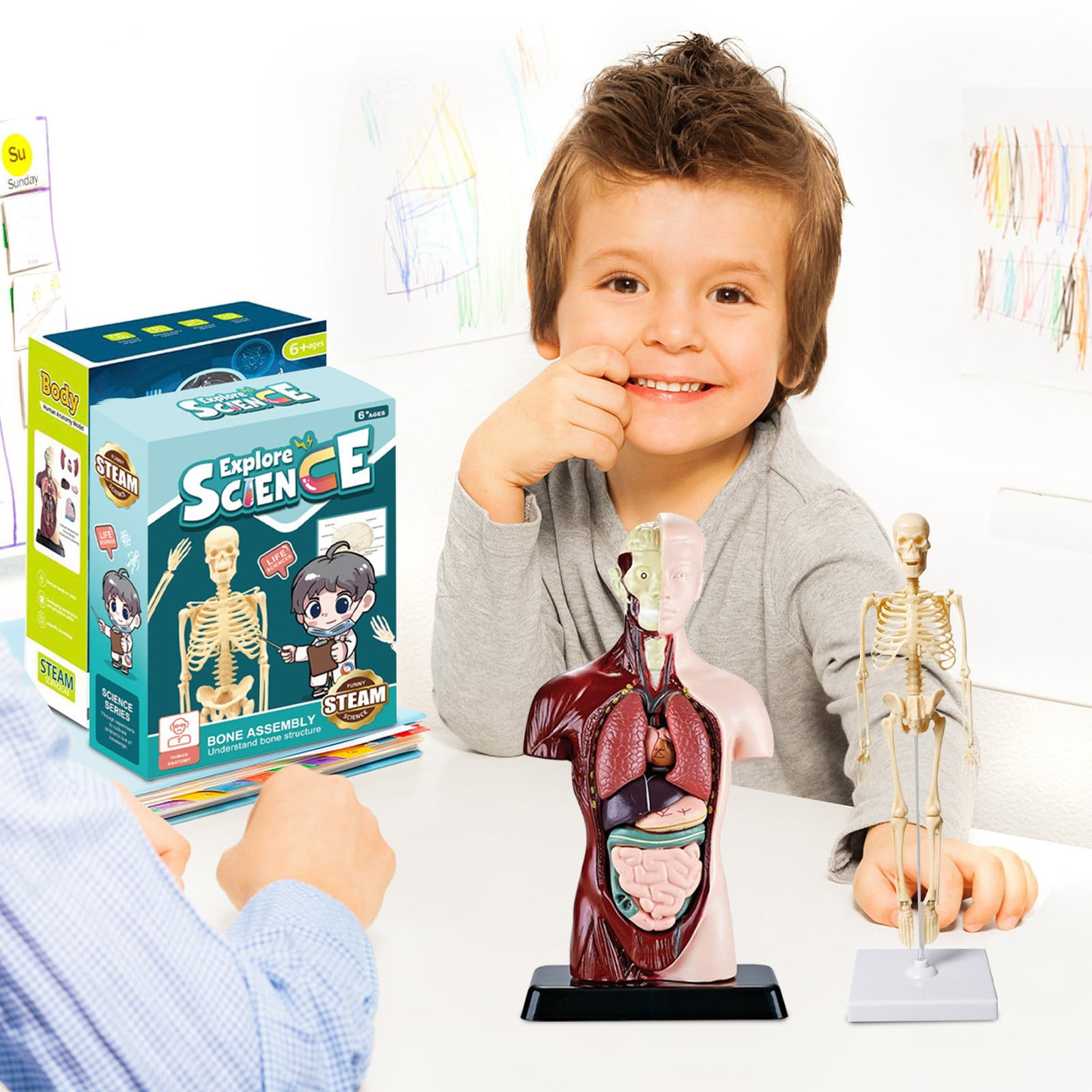 4D Human Body Model with 7 Removable Organ Models, Educational Organ ...
