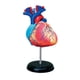 4D Human Heart Anatomy Model Science Kit - Walmart.com