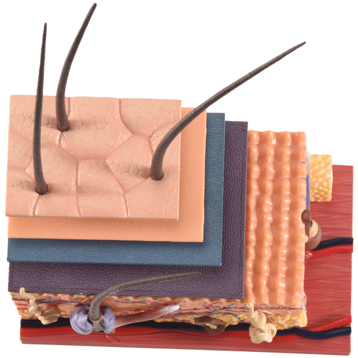 4D Human Skin Model Hair Organs Assembling Puzzle Teaching Manikin ...