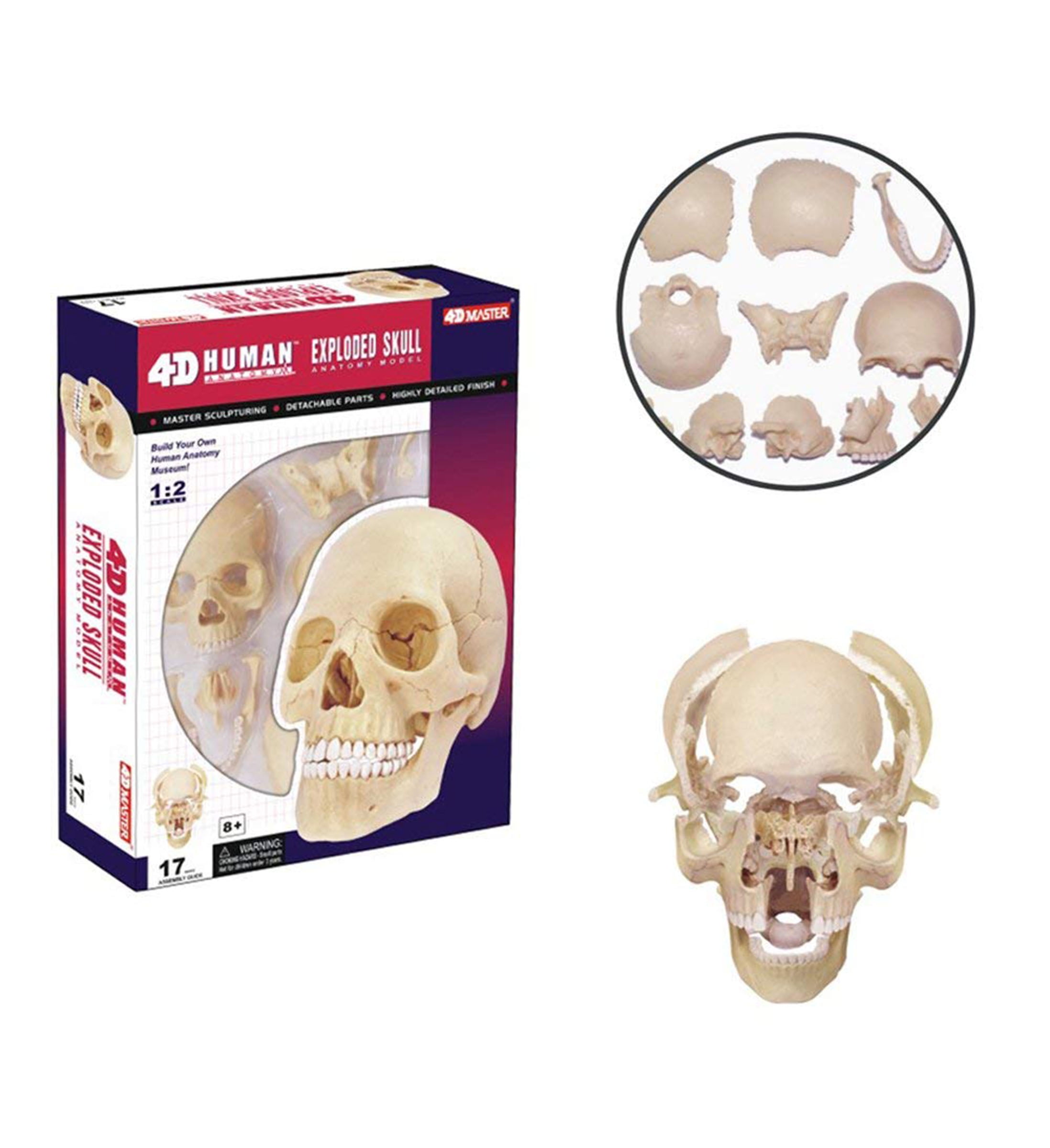 4D Master 26086 Human Anatomy Exploded Skull Model 3D Puzzle, One Color ...