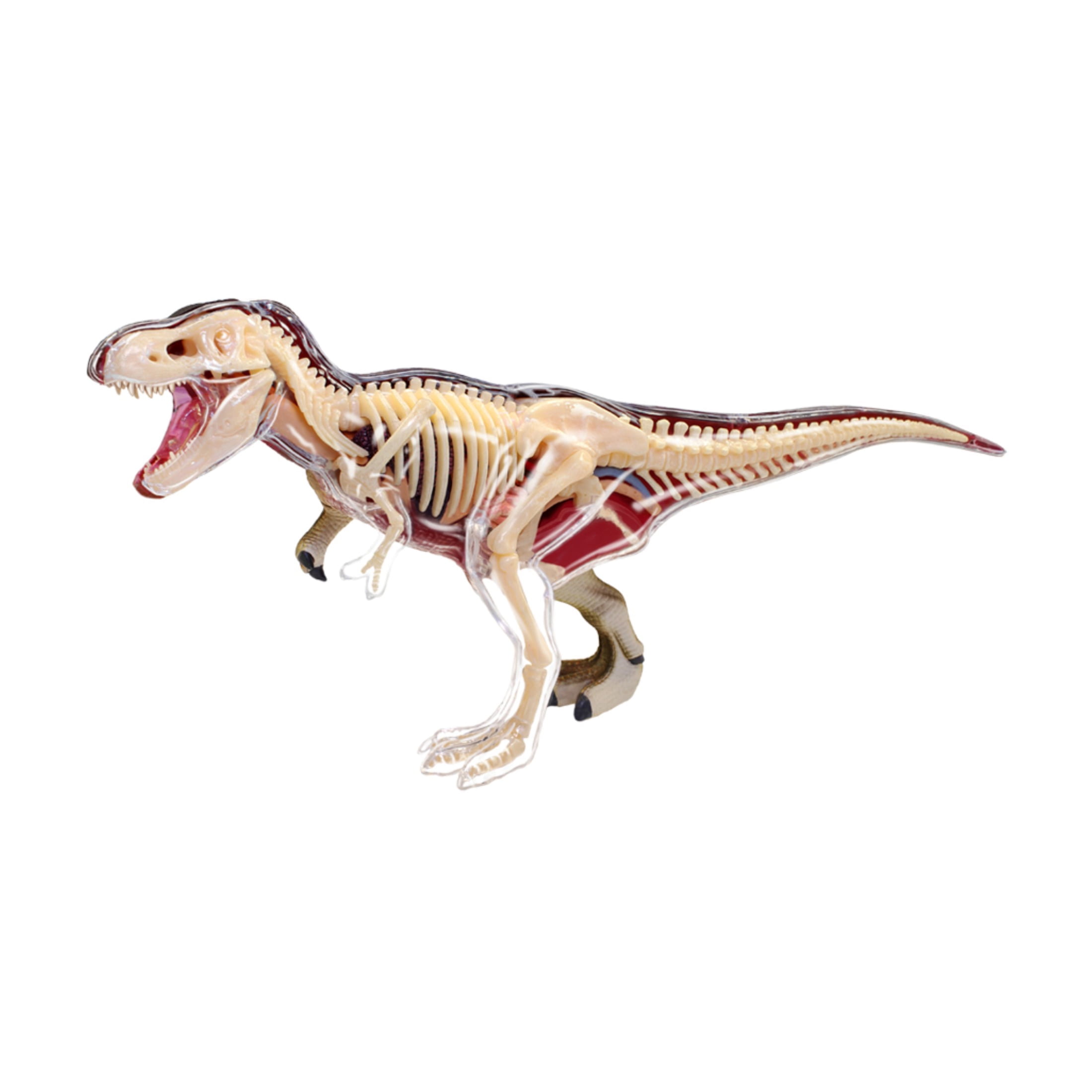 4D Master 4D Vision T-Rex Anatomy Model - Walmart.com