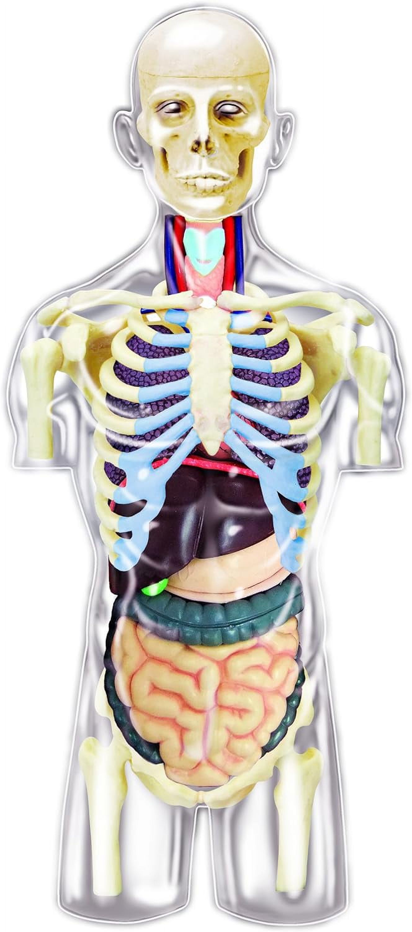 4D Master Transparent Human Anatomy Torso Model Kit, One Color ...