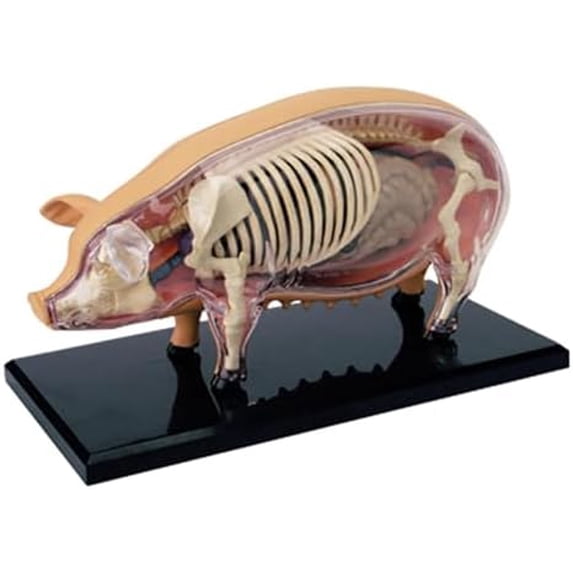 4D Anatomical Model, Skeleton Model Anatomy Model, Detachable 19 Organs ...