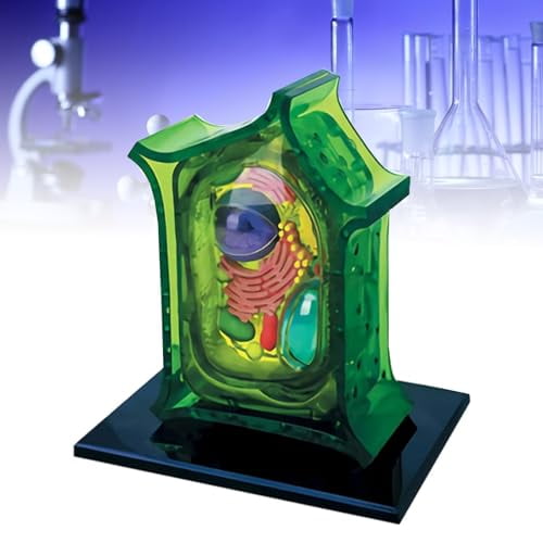 4D Plant Cell Anatomy Model, Removerable Biology Teaching Models with ...