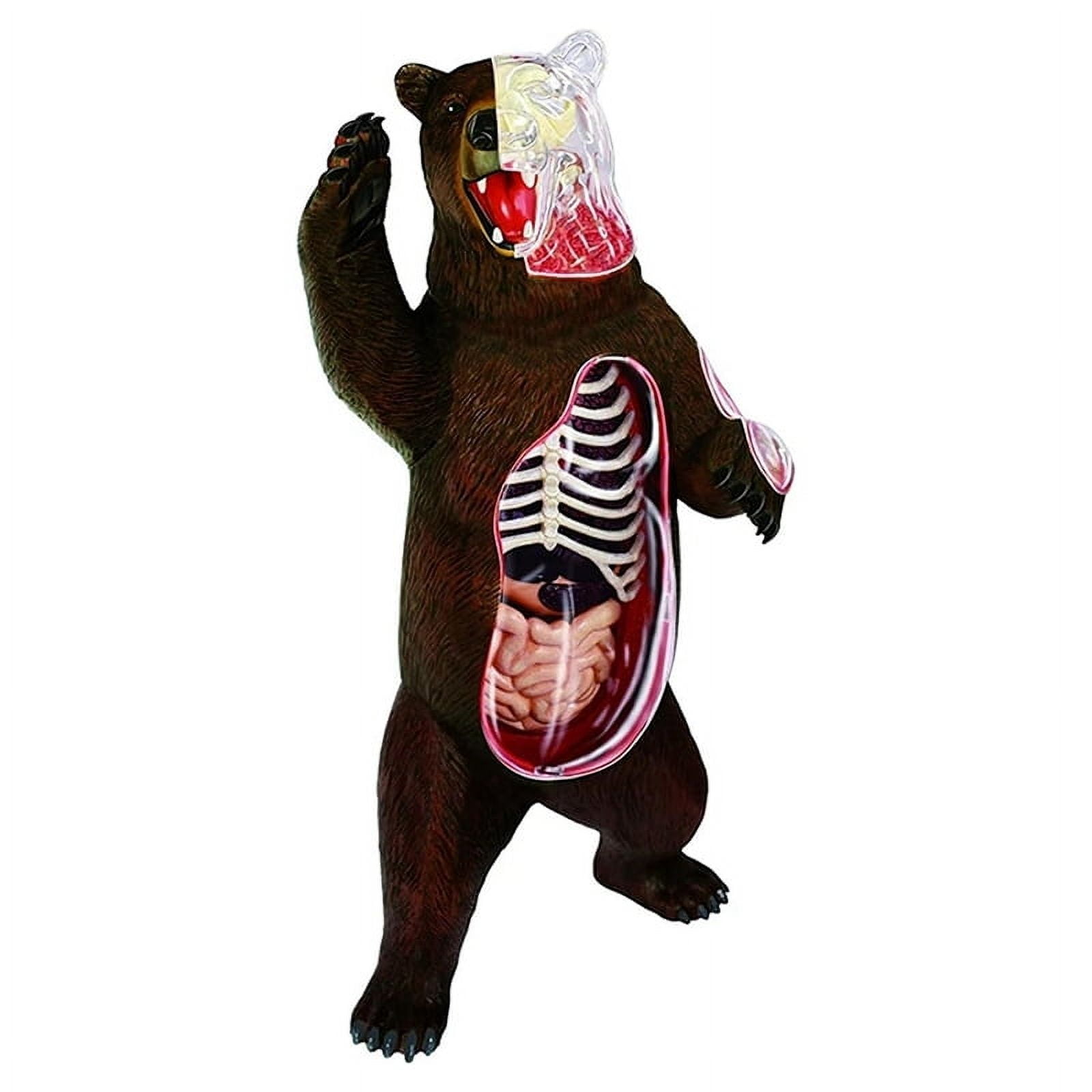 4D Vision Animal Bear Anatomy Model 36 Parts Detachable Animal Biology ...