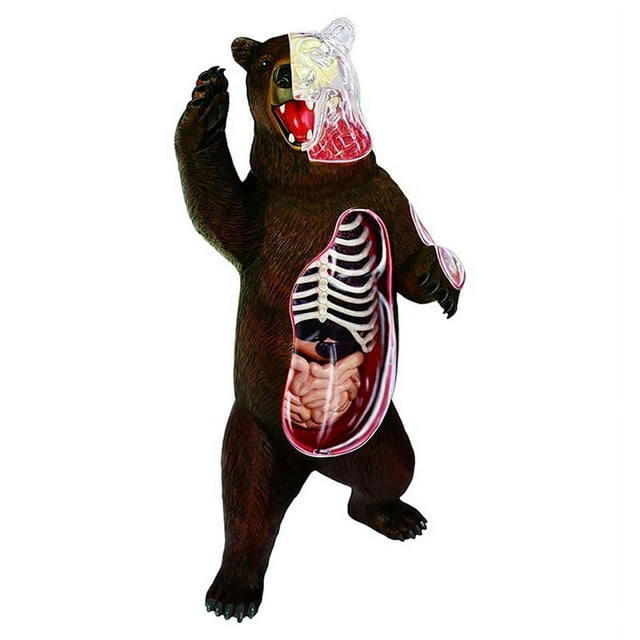 4D Vision Animal Bear Anatomy Model 36 Parts Detachable - Walmart.com