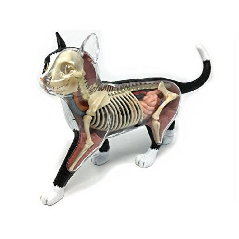 Cat Anatomy Model Lwo Cat Anatomy