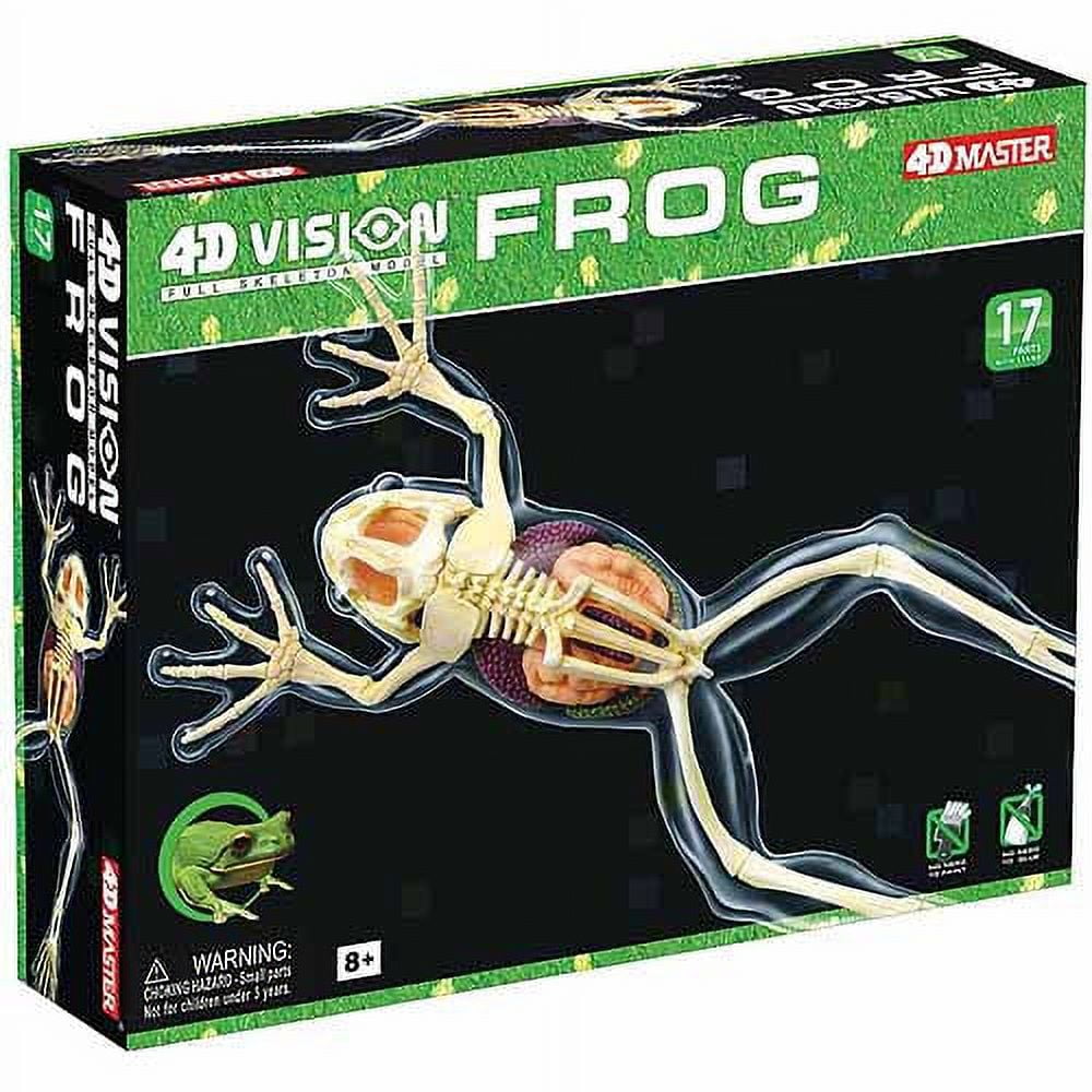 4D Vision Full Skeleton Frog Model - Walmart.com