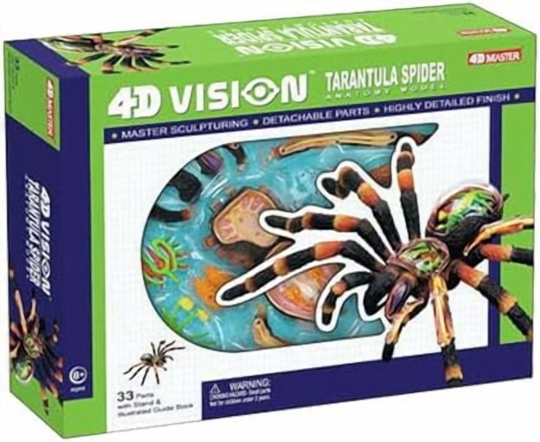 4D Vision Spider Anatomy Models - Removable 33 Parts Organs and Body ...