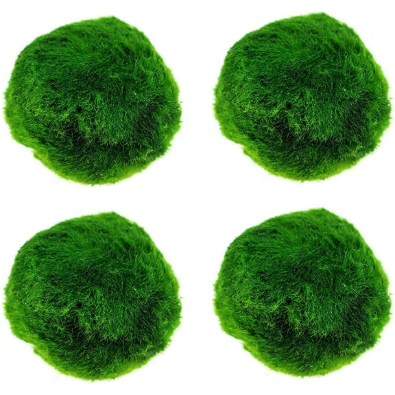 Live Marimo Moss Ball