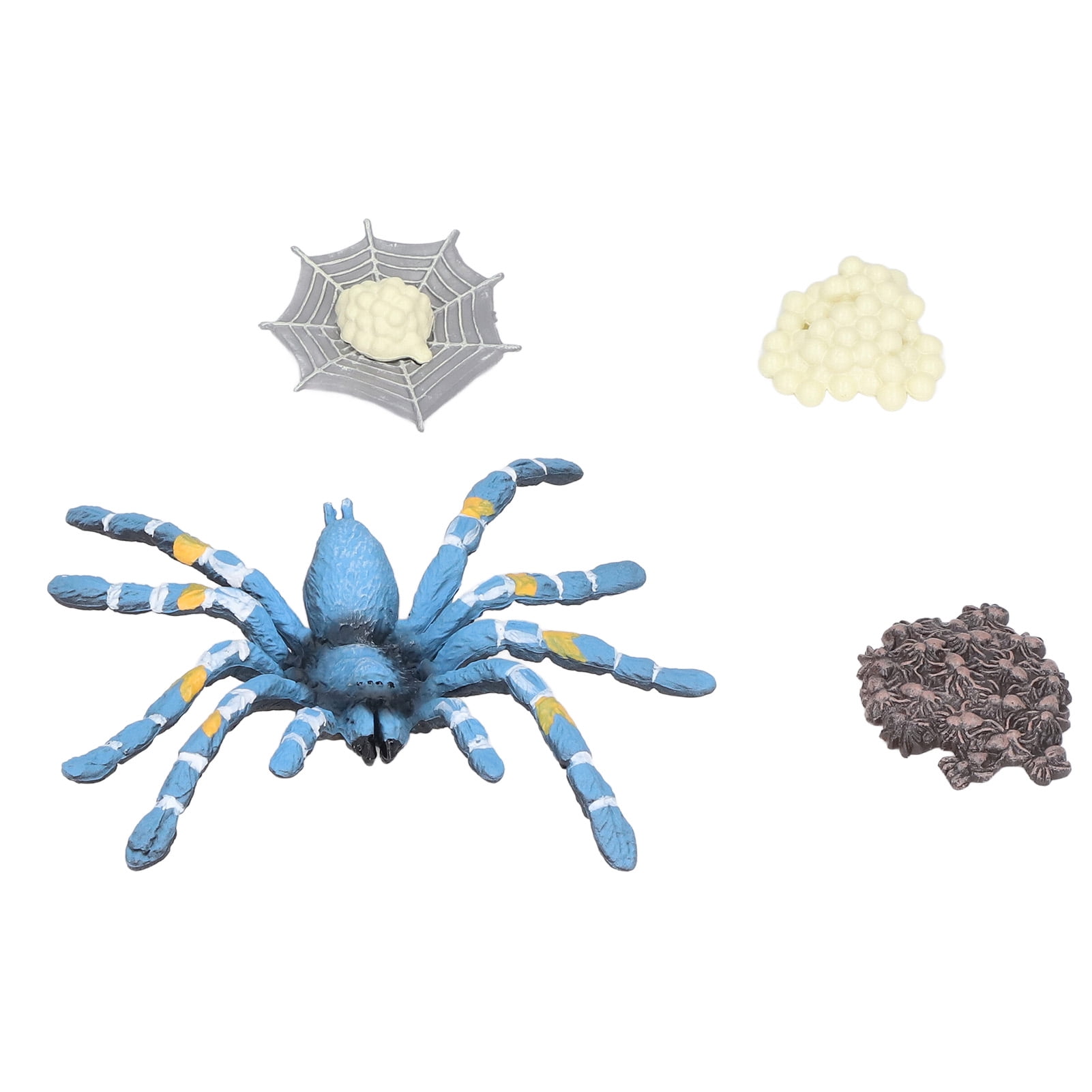 4PCS Spider Animal Life Cycle Hand Drawn Lifelike Vinyl Life Cycle ...