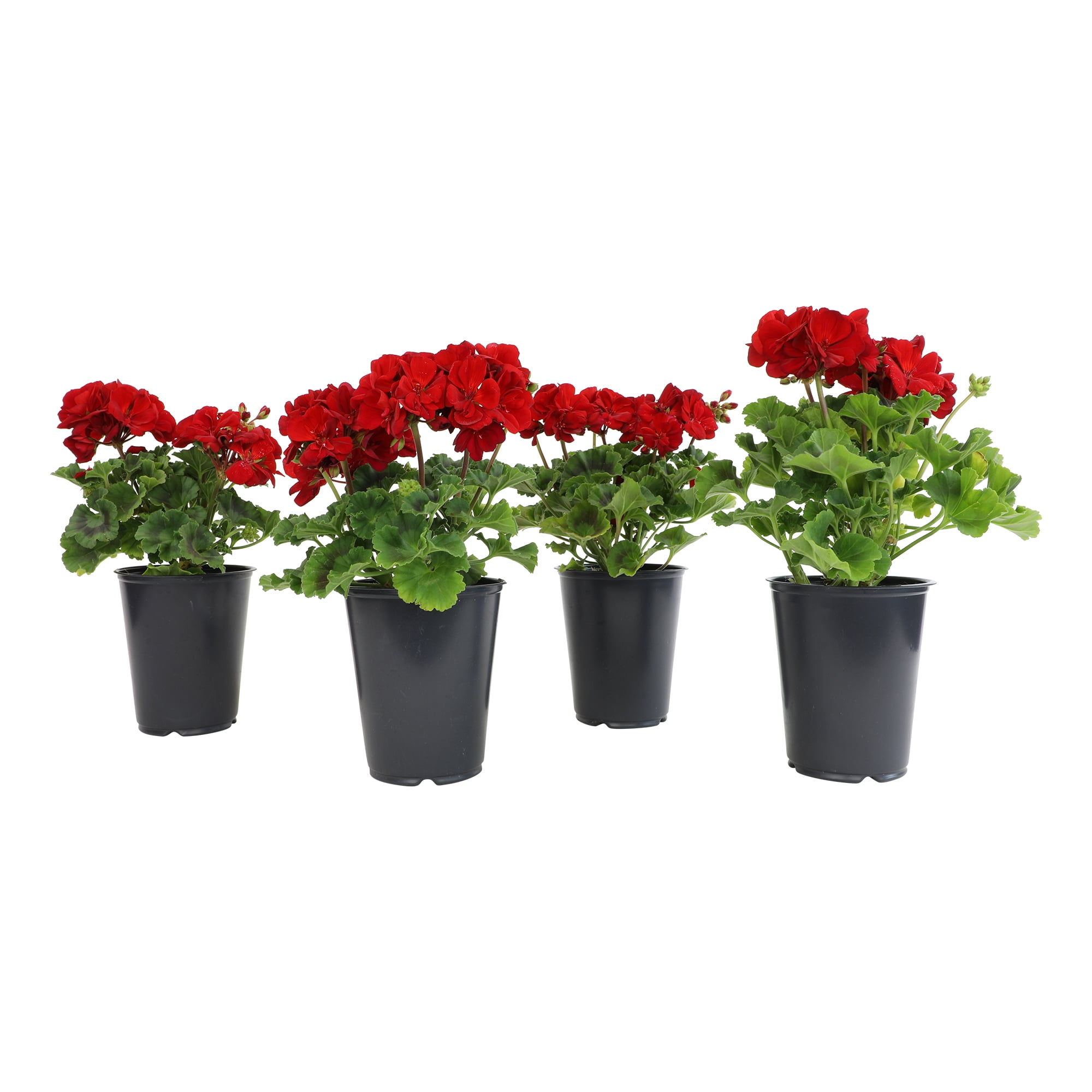 4PK 1QT GERANIUM RED - Walmart.com