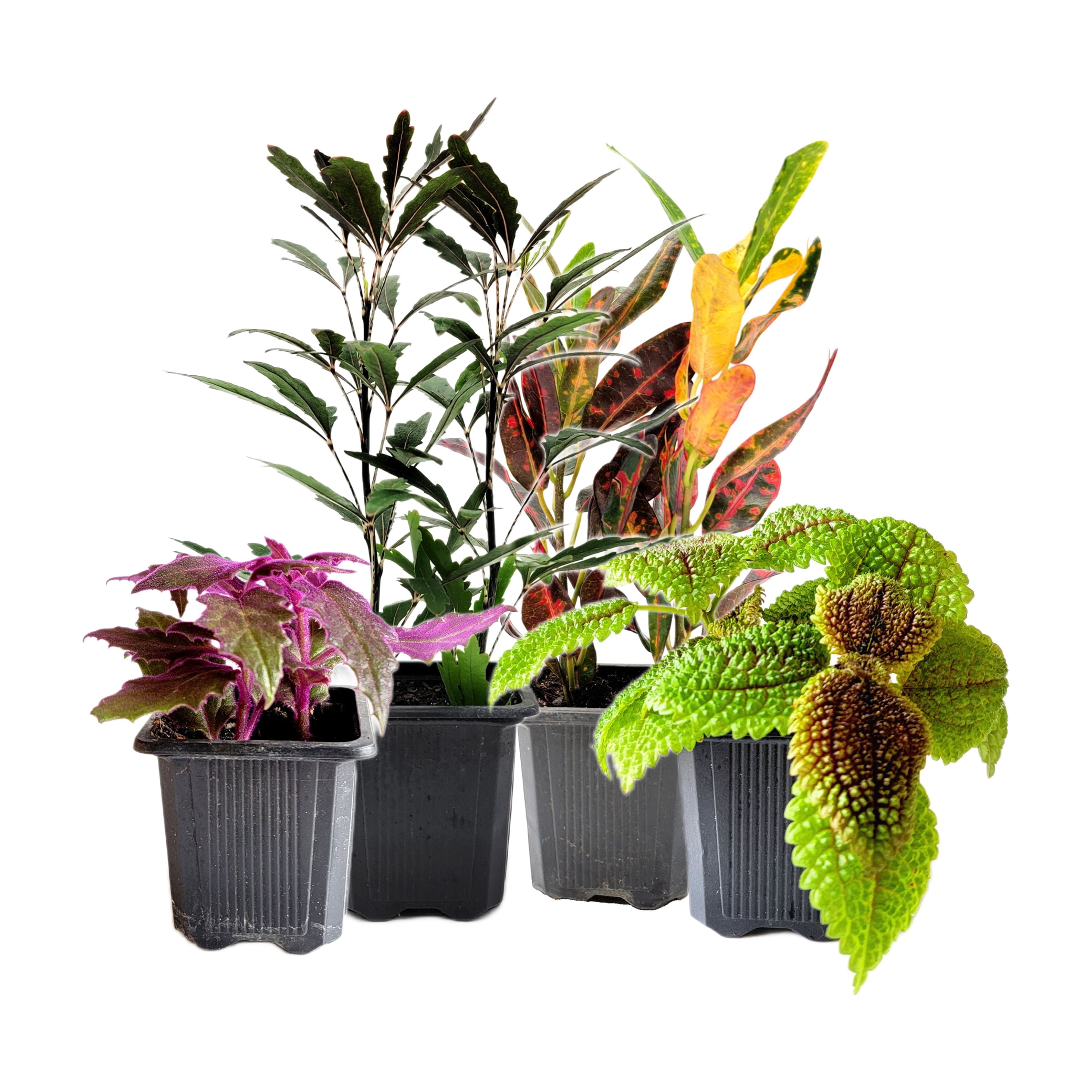4PK 3”-Pot Live Plant Collection, No Duplicates for up to Four Packs ...