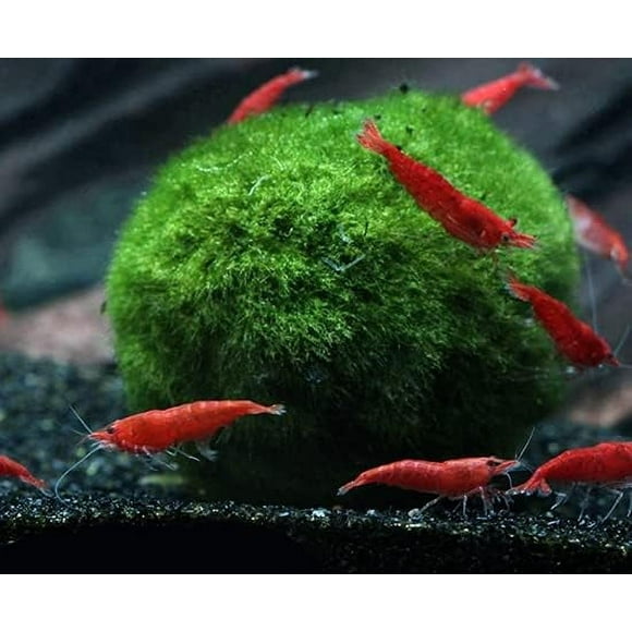 Live Marimo Moss Ball
