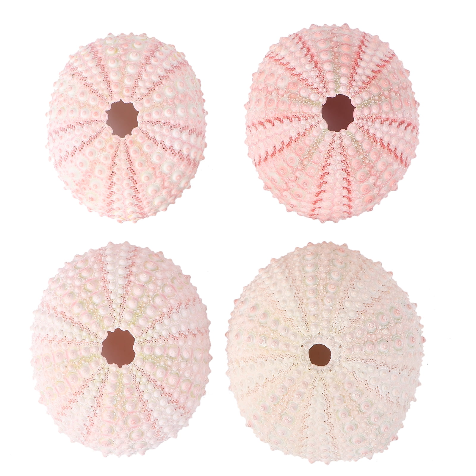 4Pcs Natural Sea Urchin Shells Conch Shells Creative Pineapple ...
