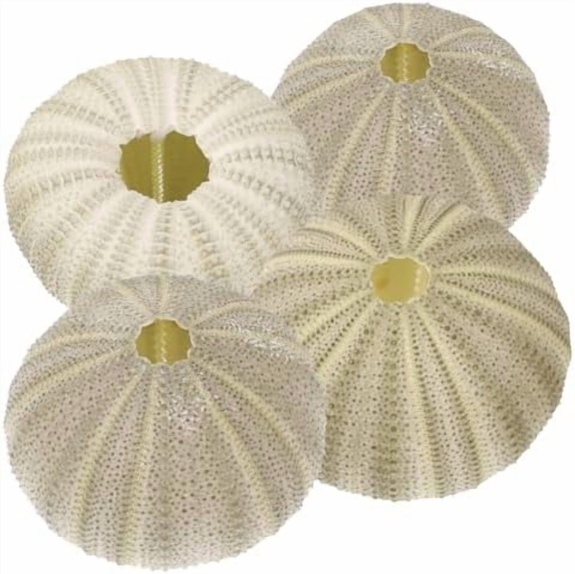 4Pcs sea Urchin Shells for Craft air Plant Tillandsia planters air Fern ...