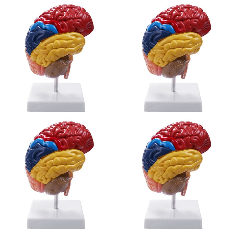 4X Cerebral Anatomical Model Anatomy 1:1 Half Brain Brainstem Teaching ...