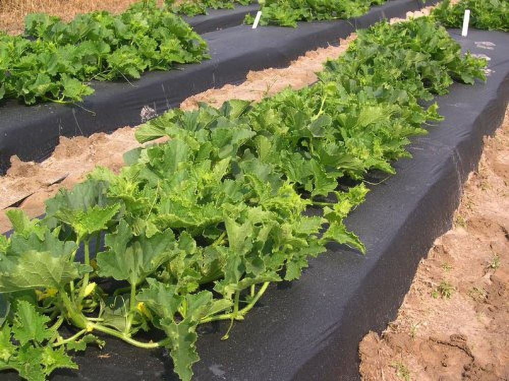 4ft x 2400ft x 1.00mil Black Embossed Plastic Mulch - Walmart.com