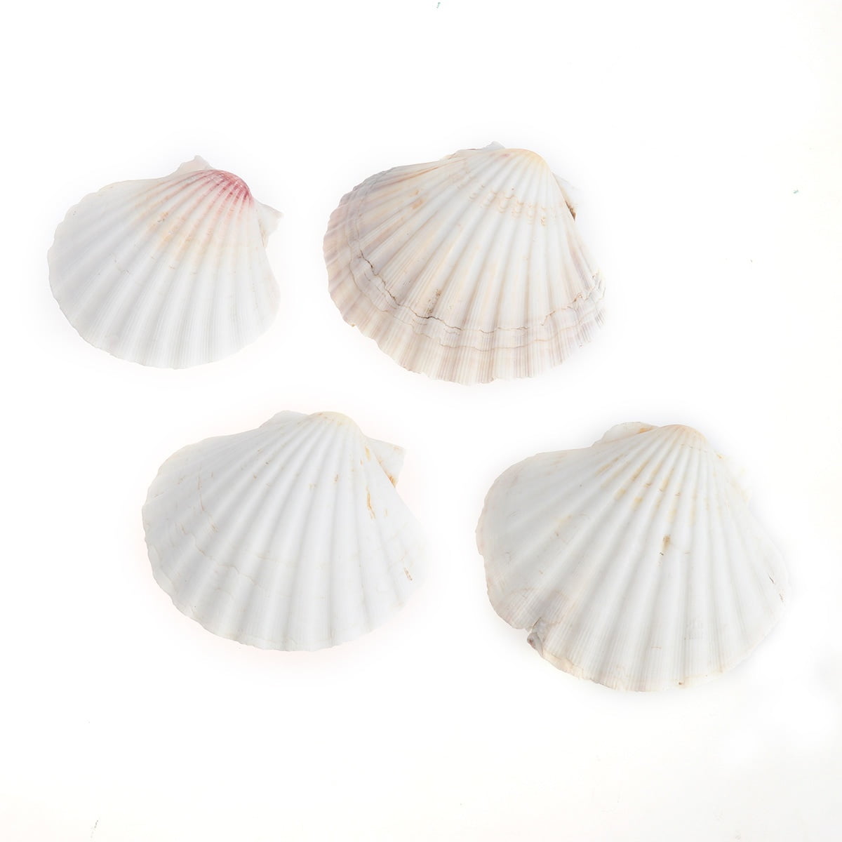 4pcs 9-14cm Mediterranean Style DIY Beach SeaShells Sea Natural Shells ...