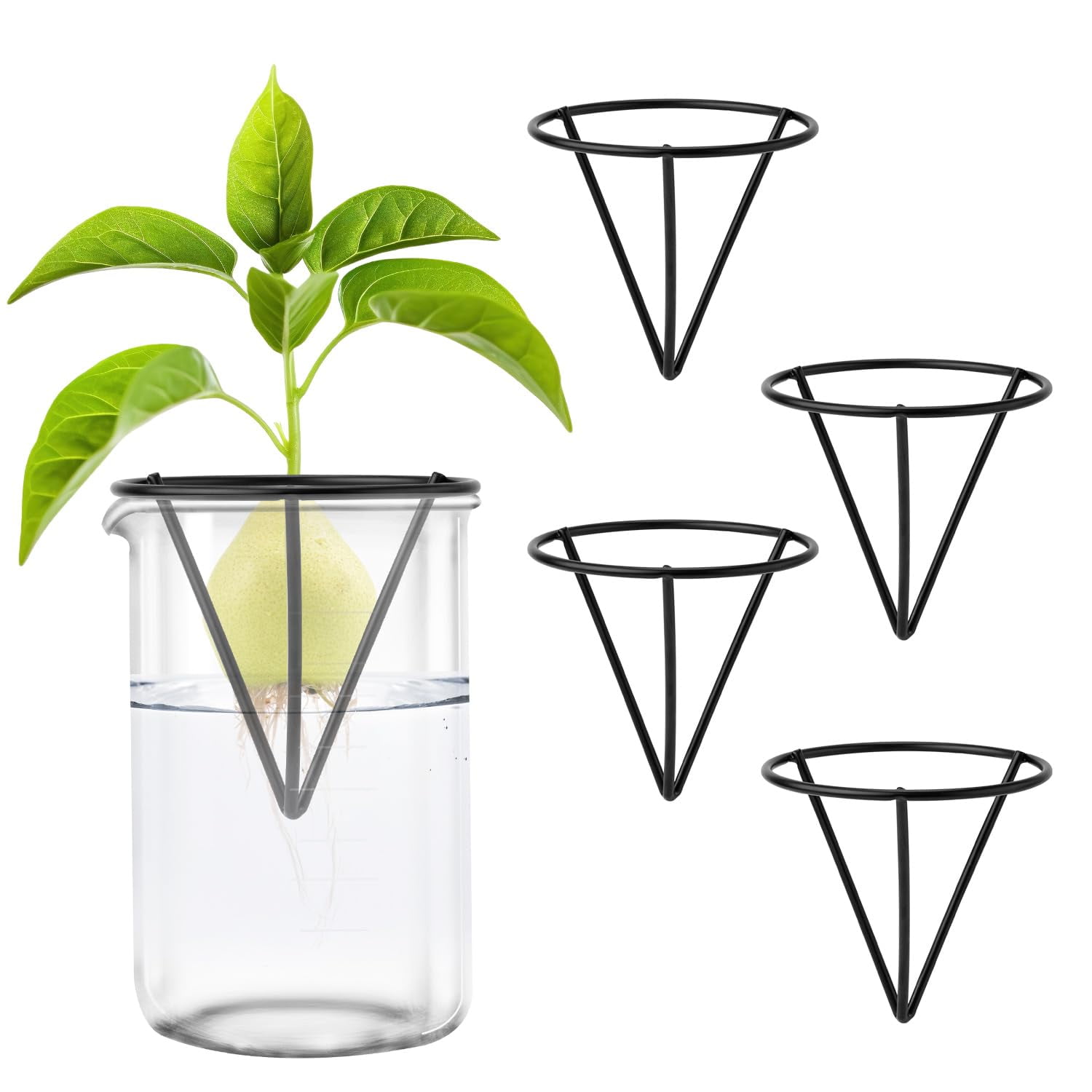 4pcs Avocado Seed Starters, Metal Triangular NSD3 Avocado Tree Growing ...