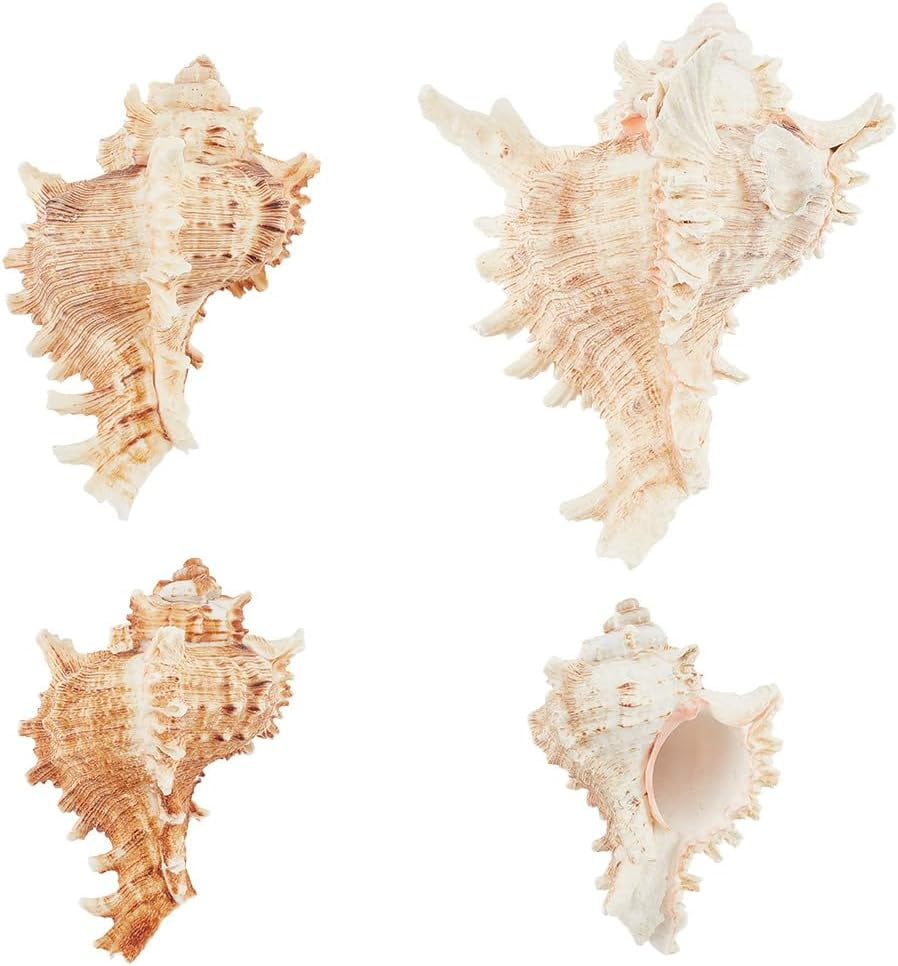 4pcs Conch Sea Shells 2.4-4.7inch Natural Beach Seashells Succulent ...