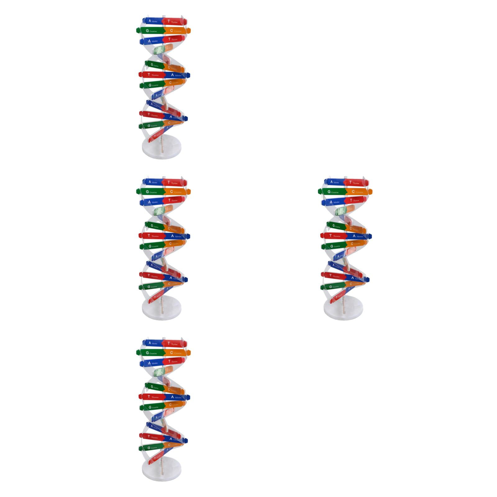 4pcs DNA Models Double Helix Model: 1 Set Scientific DNA Model ...