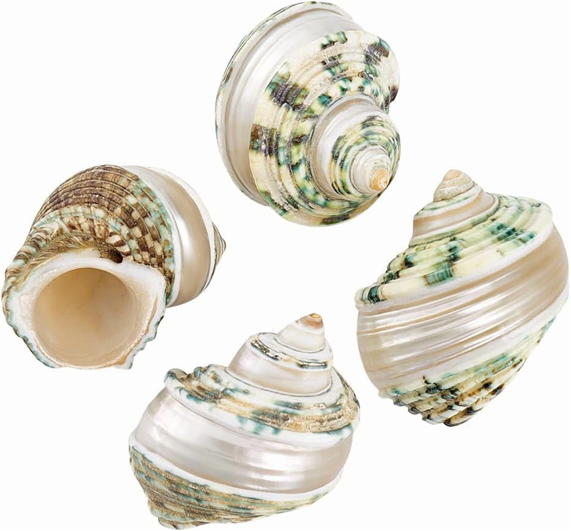 4pcs Hermit Crab Shells 2.1~2.3 inch Natural Large Sea Shells Turbo ...