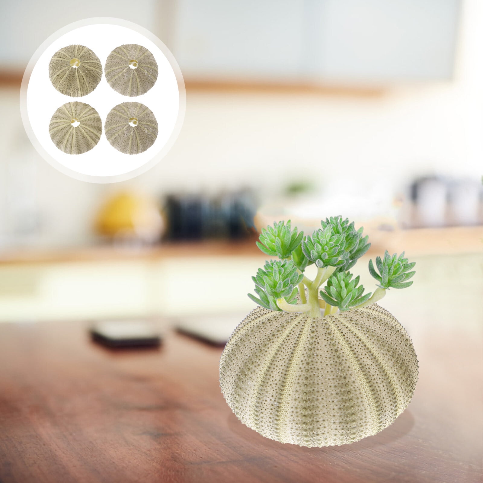 WHAMVOX 4Pcs Natural Sea Urchin and Conch Shells Creative Pineapple ...