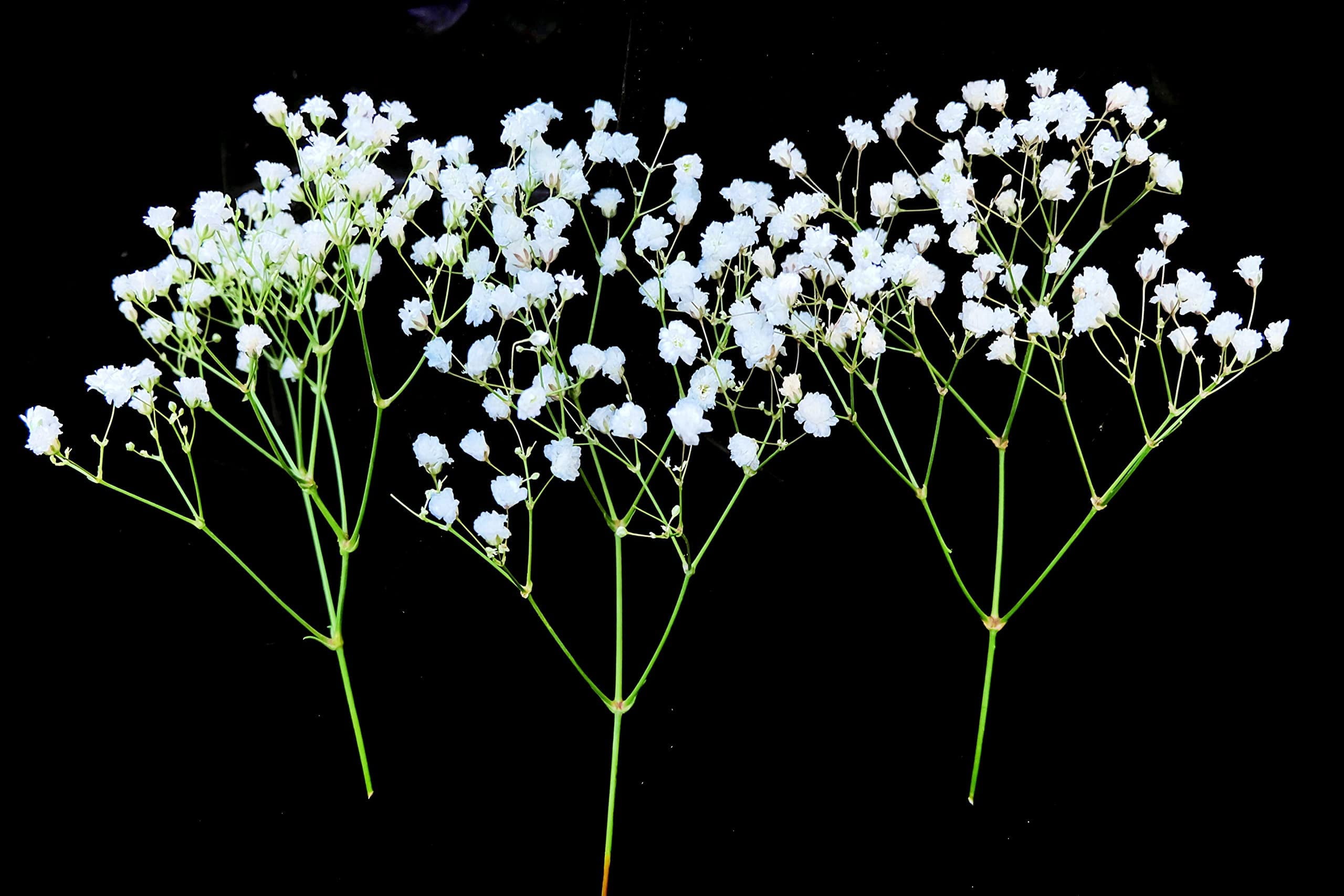 5,000 Baby's Breath Seeds for Planting - Easy to Grow Annual Flowers ...