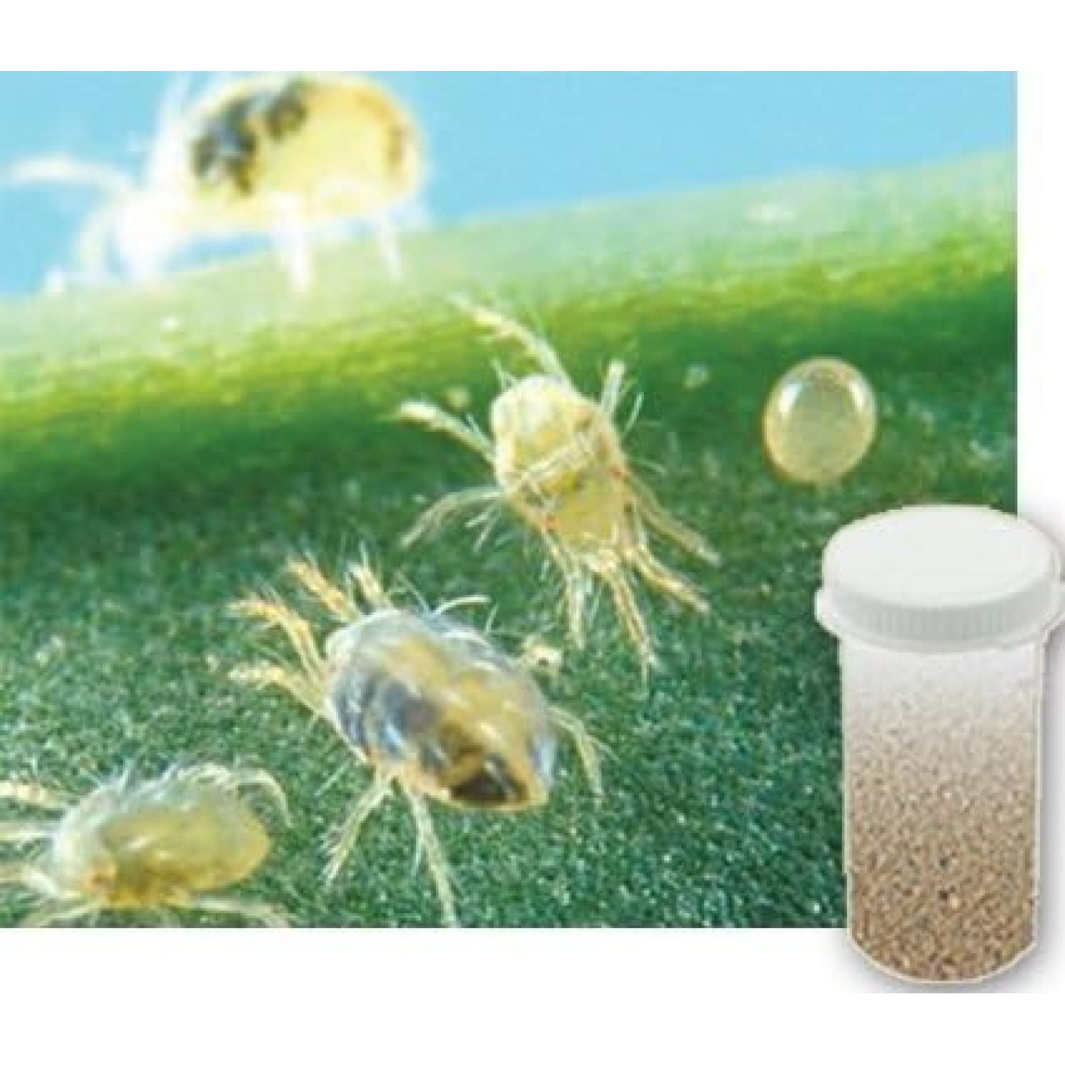 5,000 Live Adult Predatory Mites - A Mix of Predatory Mite Species for ...