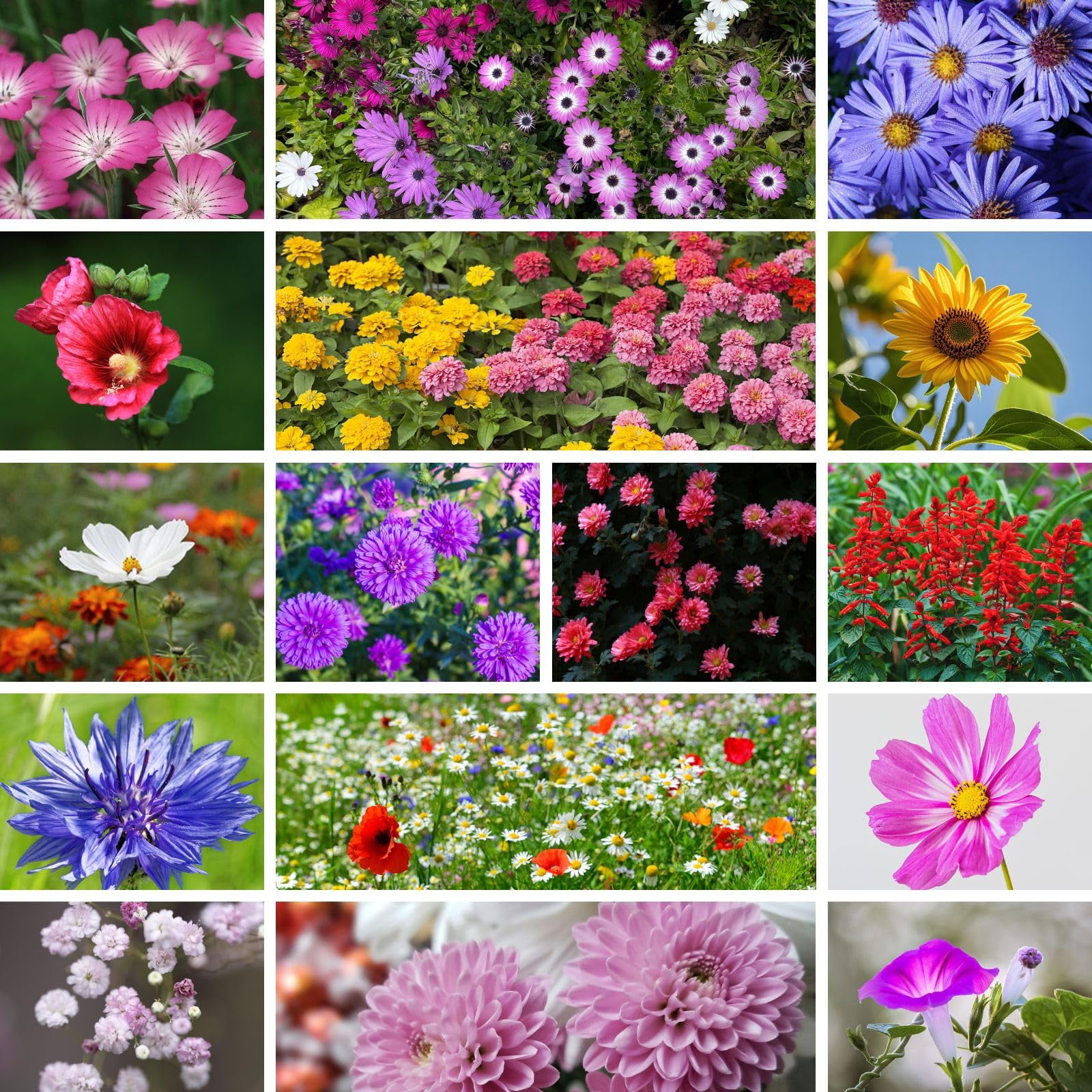 5,000+ Premium Wildflower Seeds - Annual MVR1 & Perennial Mix | Open ...
