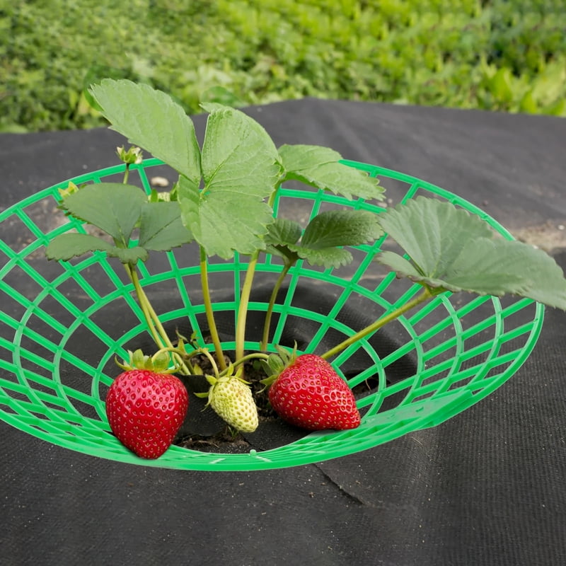 5/10Pcs Strawberry Plant Supports with 3 Sturdy Legs Strawberry Growing ...