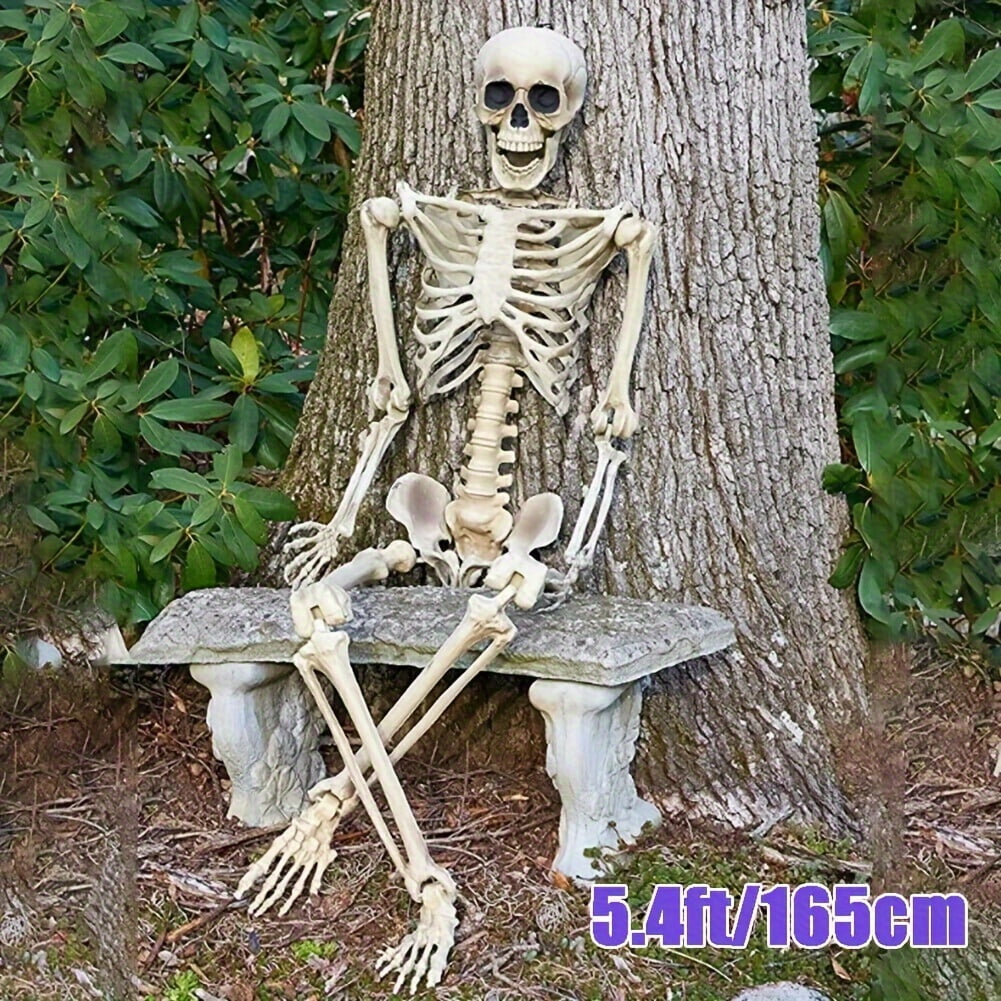 5.4 Ft/165 Cm Halloween Skeleton Full Body Life Size Human Bone Movable ...