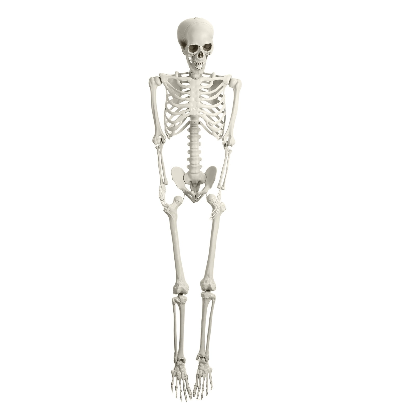 5.4FT Poseable Skeleton Prop Life Size Plastic Halloween Human Bones ...