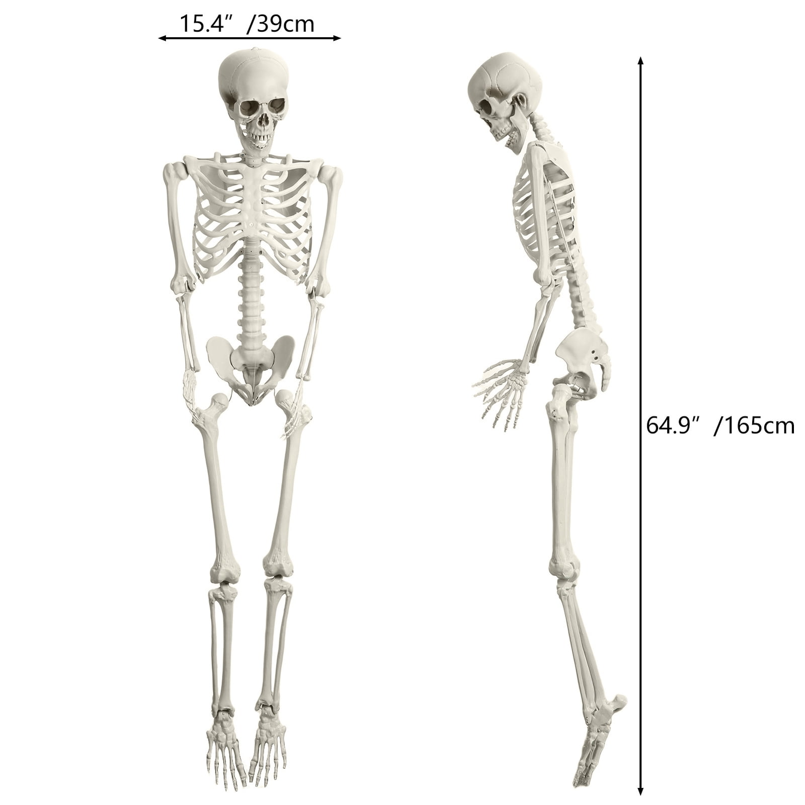 5.4FT Poseable Skeleton Prop Life Size Plastic Halloween Human Bones ...
