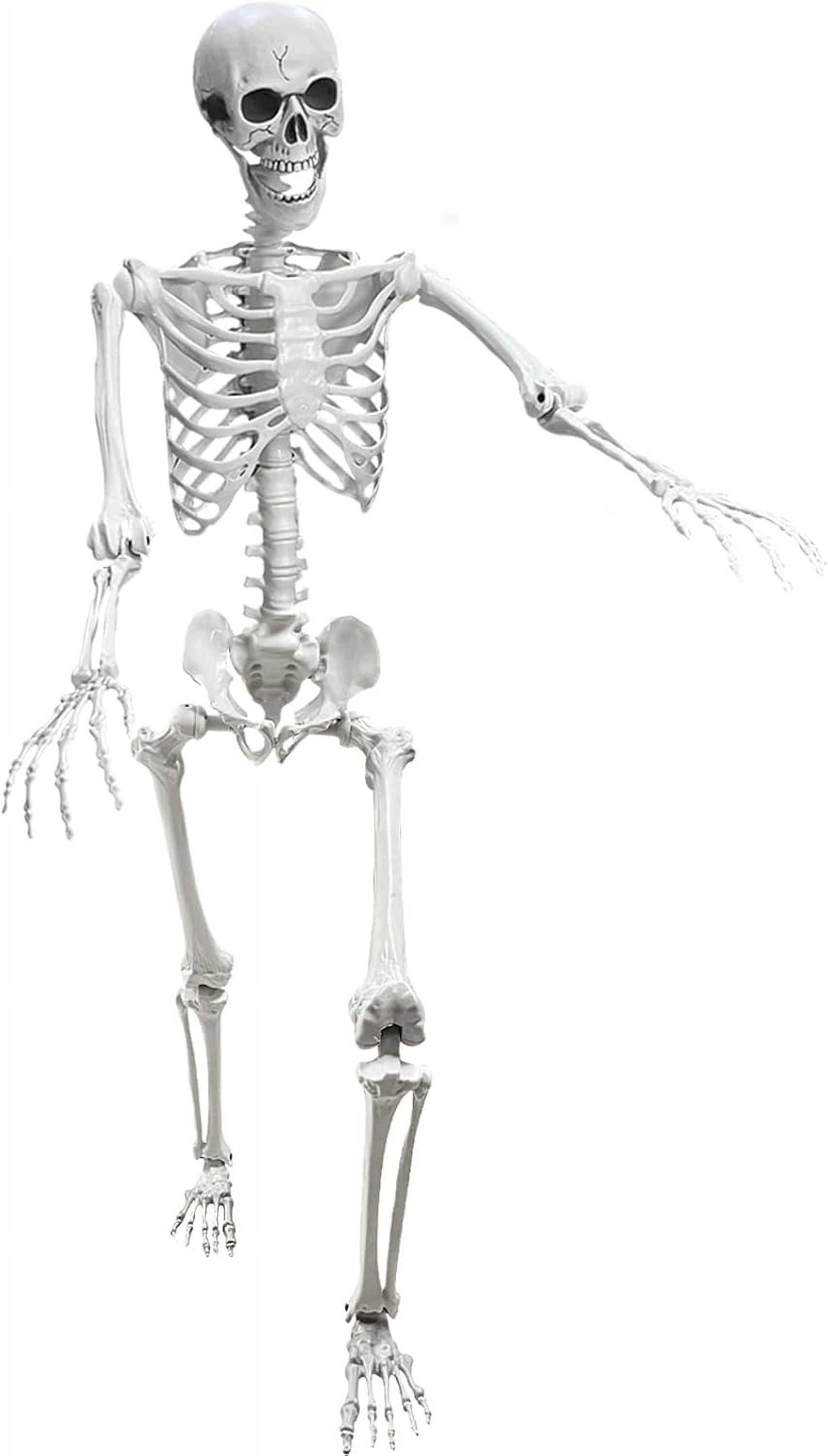 5.4Ft Posable Life Size Human Adult Skeletons Plastic Human Bones with ...