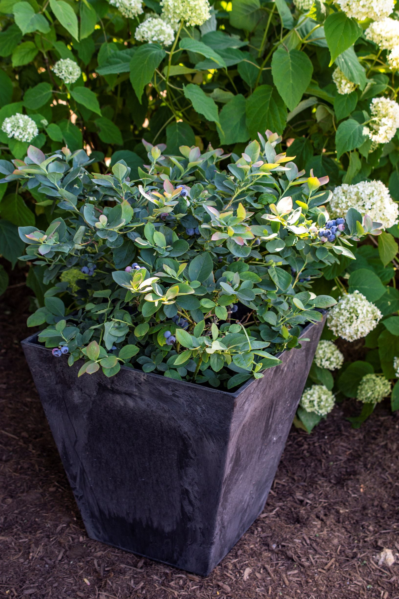 5.5 in. Bushel and Berry® Silver Dollar Blueberry Live Shrub Full Sun ...