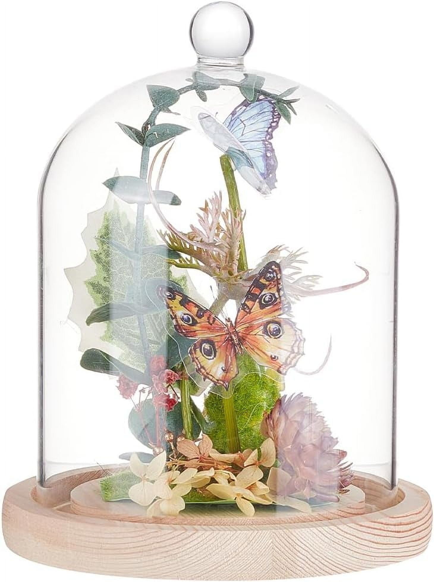 5.5x7.6inch Glass Display Dome Cloche with Round Top Handle Everlasting ...