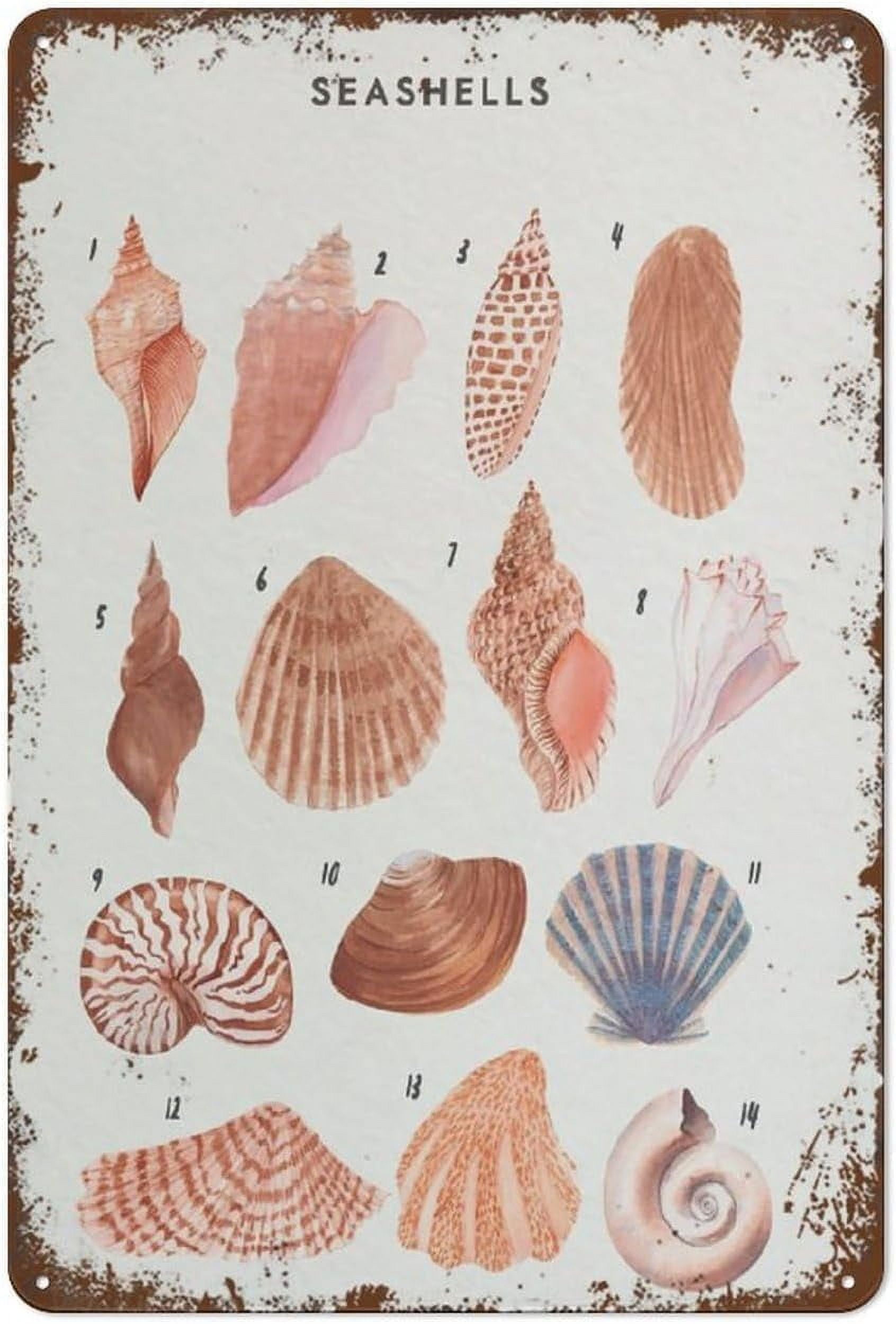 5.5x8 Inch Seashell Pattern Art Poster Printing Plaque Beach Decor ...