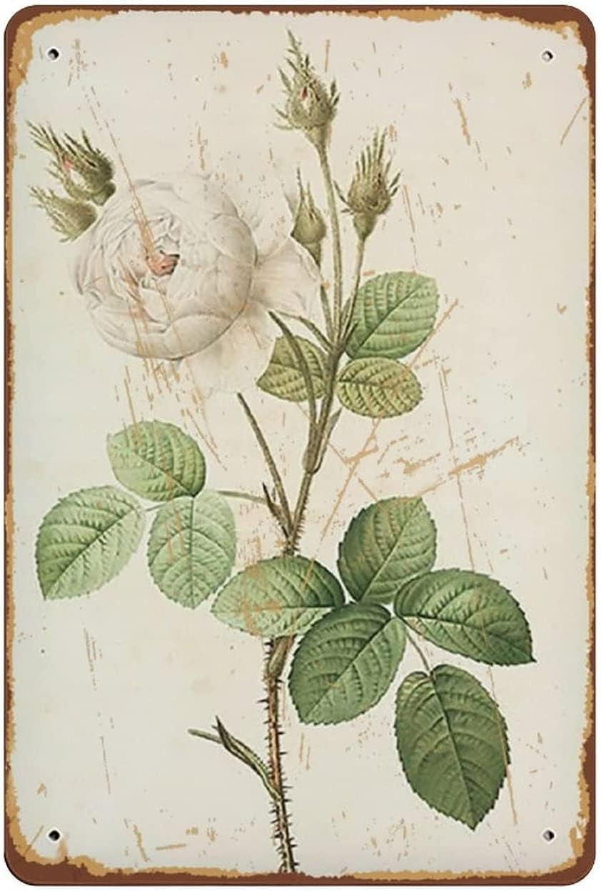 5.5x8 Inch White Rose Drawing Print Vintage Fine Art Print Flower ...