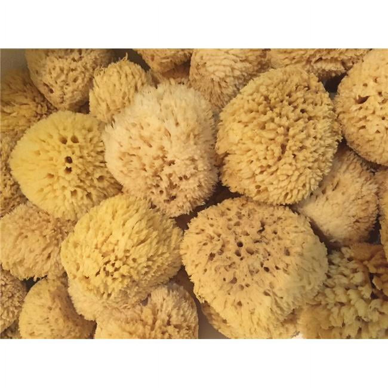 5-6 in. Natural Sea Wool Sponges - Walmart.com