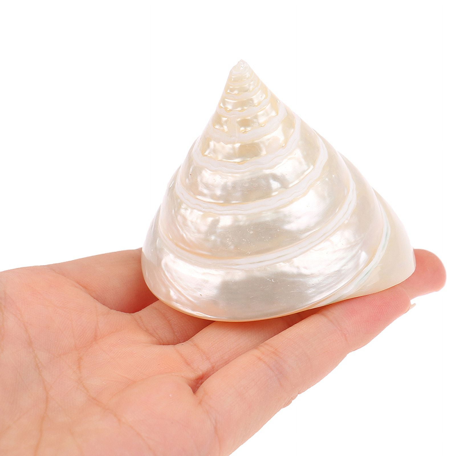 5-6cm Natural Conch Shells Luminous Tower Snail Pearl Tower Snail ...