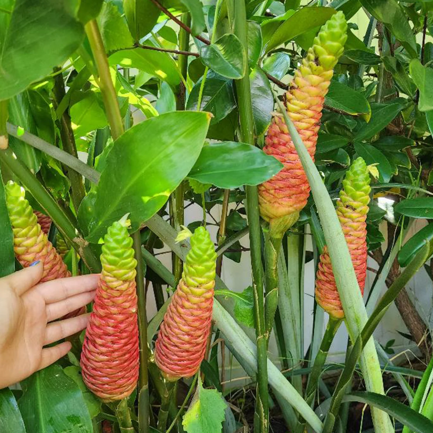 5-9" Tall Awapuhi Shampoo Ginger Live Plant, Zingiber Zerumbet Pinecone ...