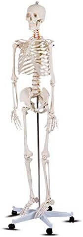 5.9FT Human Anatomical Anatomy Skeleton Life Size Full Body Skeleton ...