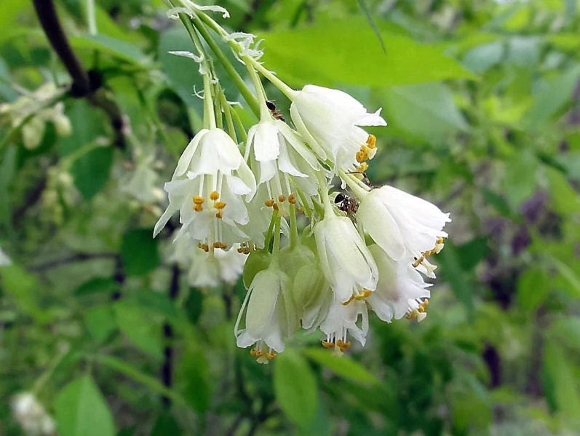 5 AMERICAN BLADDERNUT Tree Staphylea Trifolia Shrub Green Pod White Flower Seeds - Walmart.com