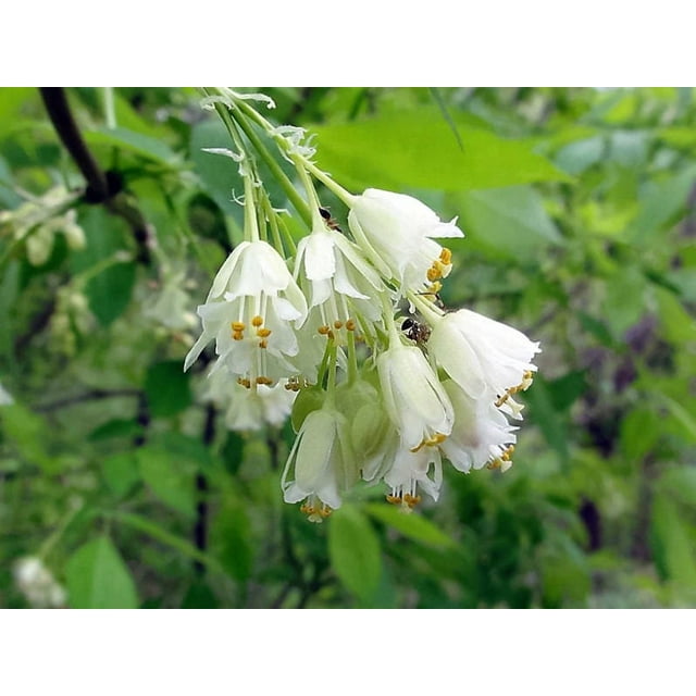 5 AMERICAN BLADDERNUT Tree Staphylea Trifolia Shrub Green Pod White ...
