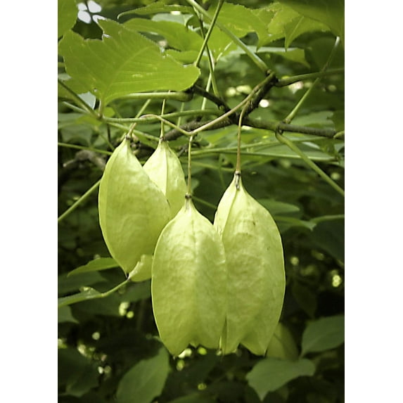 5 AMERICAN BLADDERNUT Tree Staphylea Trifolia Shrub Green Pod White ...