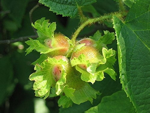 5 AMERICAN HAZELNUT TREE aka Filbert Corylus Americana Fruit Nut Seeds ...
